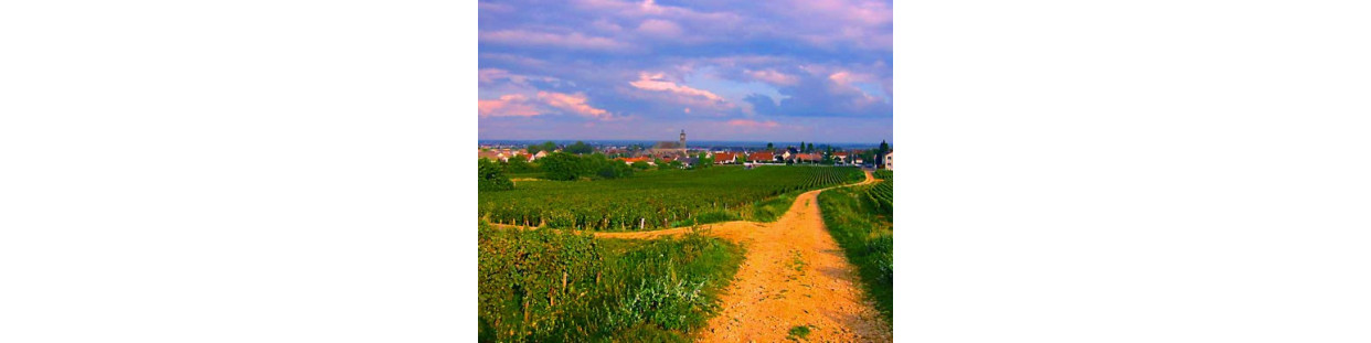 Château de Marsannay Marsannay 2014